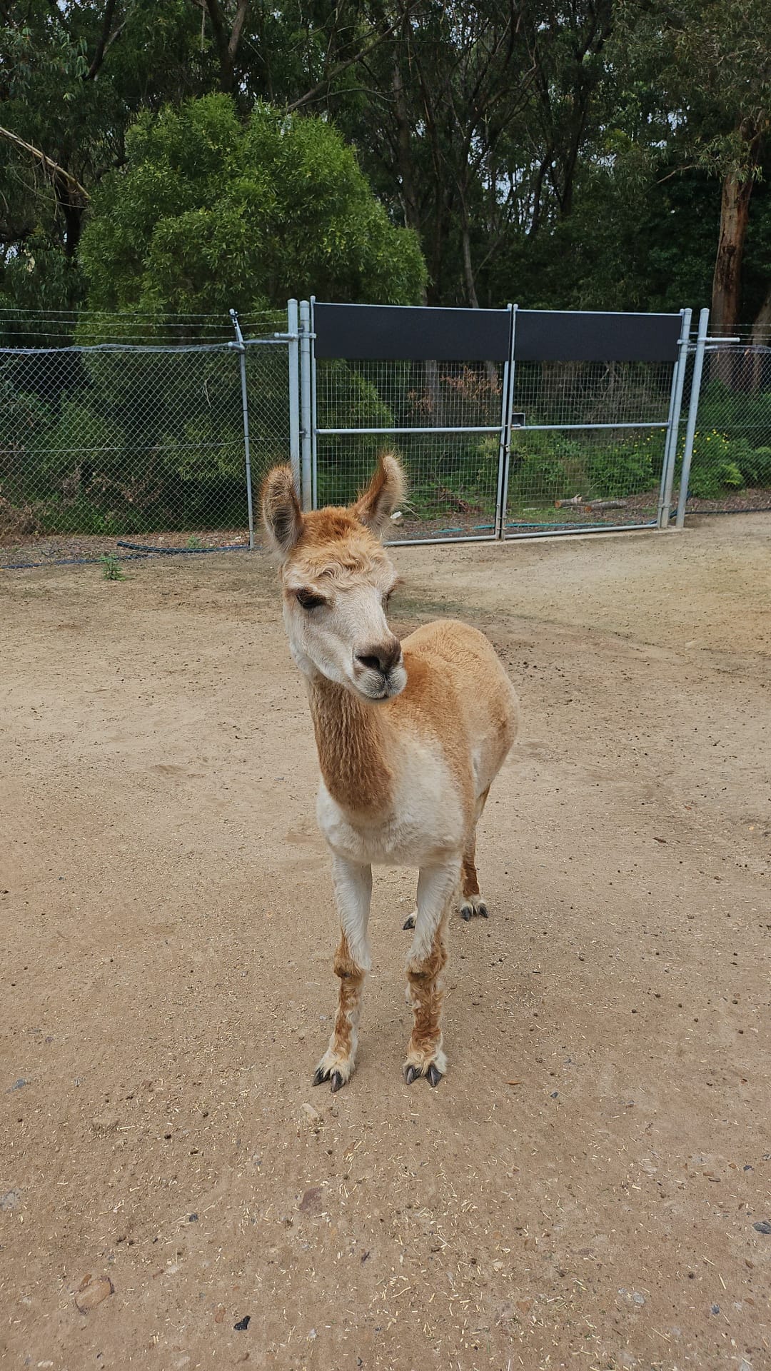 SA – ADELAIDE – ANIMAL ADVENTURE TERM 4 PROGRAM (16th October - 11th ...